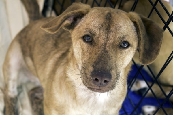 Bringing Home a Rescue Dog: 8 critical things you must know ...