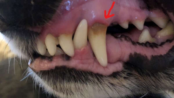 How To Clean Your Dog's Teeth Naturally - and EFFECTIVELY!