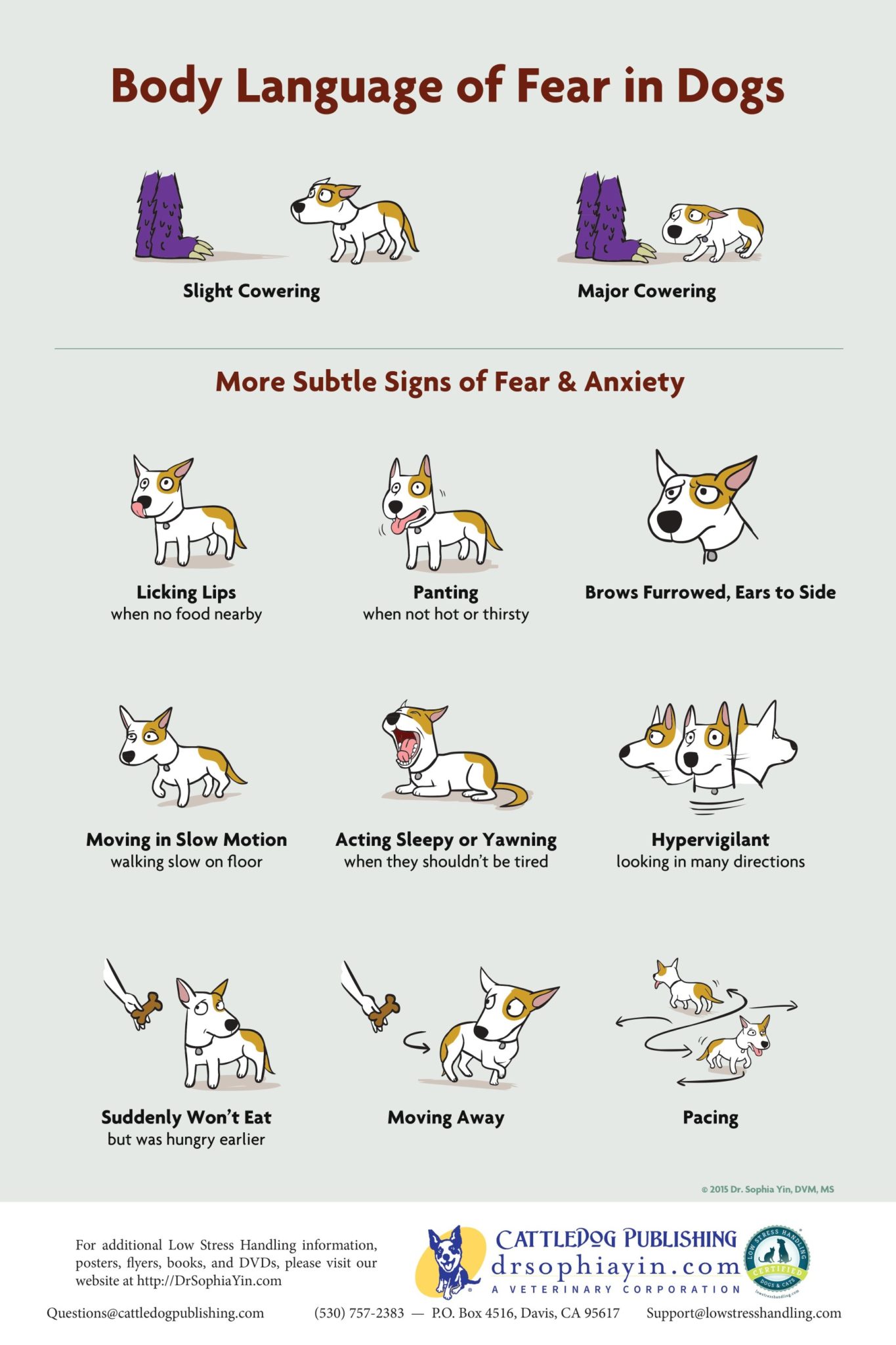 How to Introduce Dogs safely & successfully!