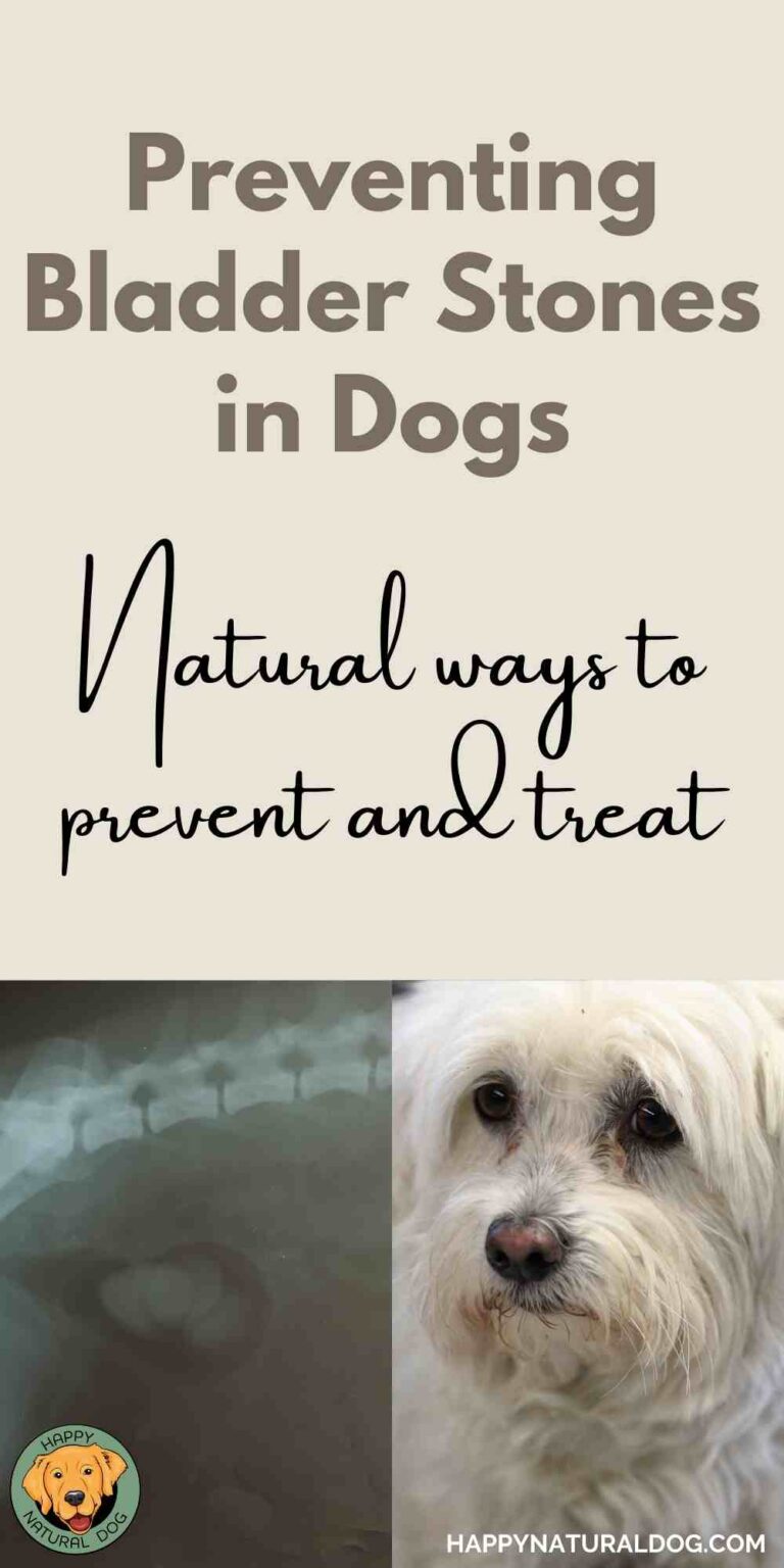 Bladder Stones in Dogs& Home Remedies to Prevent