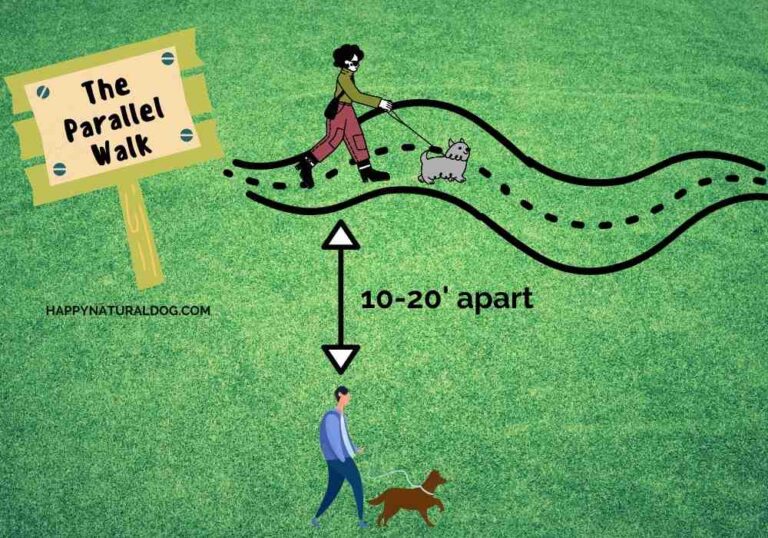 How to Introduce Dogs safely & successfully!