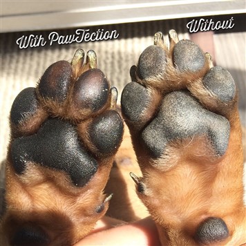 Summer and Winter Dog Paw Protection