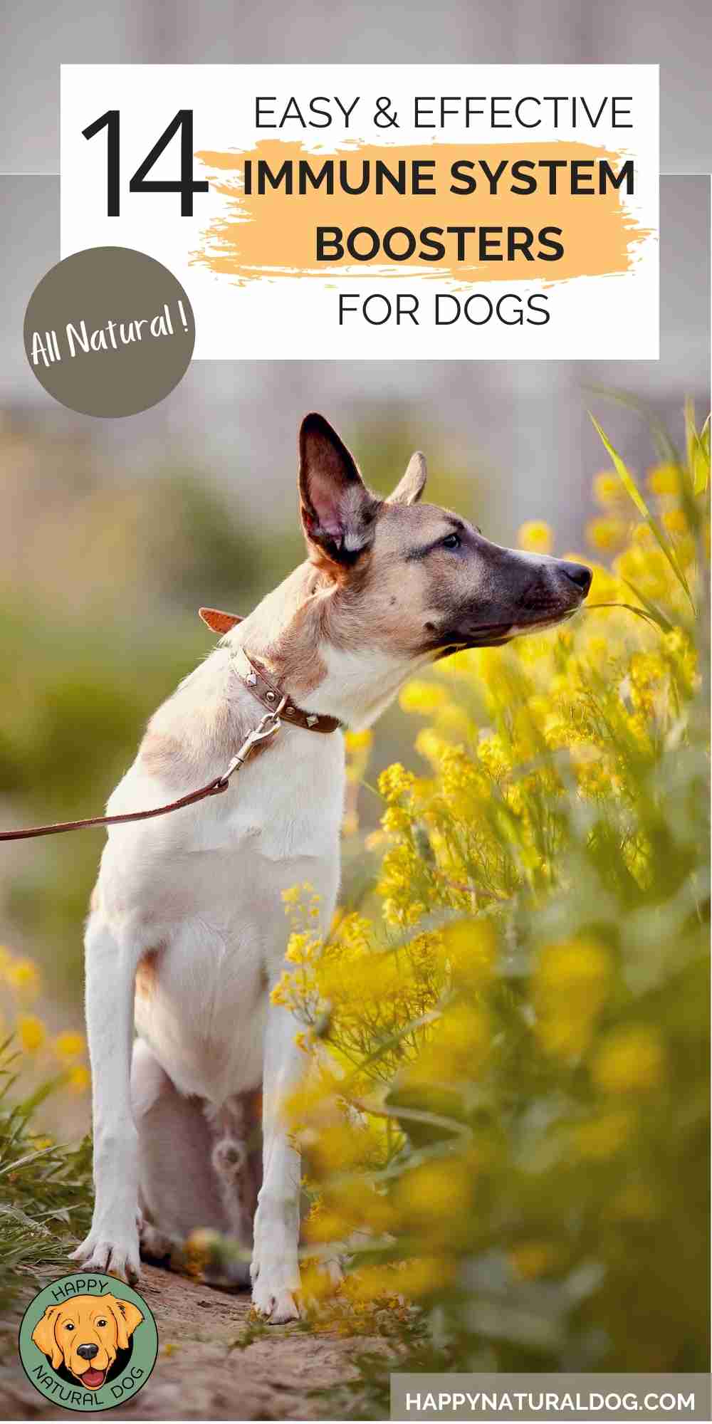 15 Easy & Effective Immune System Boosters for Dogs - Happy Natural Dog