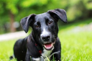 The Reactive Dog Training Method That WORKED For My Dog!