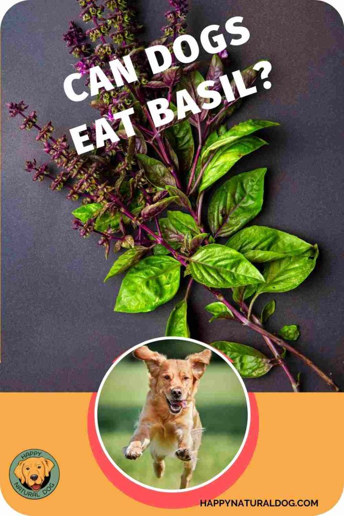 Can Dogs Eat Basil — Or Is It Toxic?