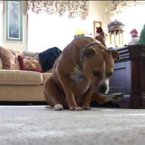 Best Home Remedies To Prevent Swollen Anal Glands In Dogs