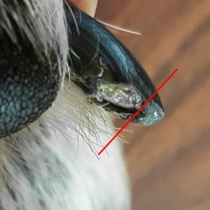 How To Cut An Uncooperative Dog’s Nails